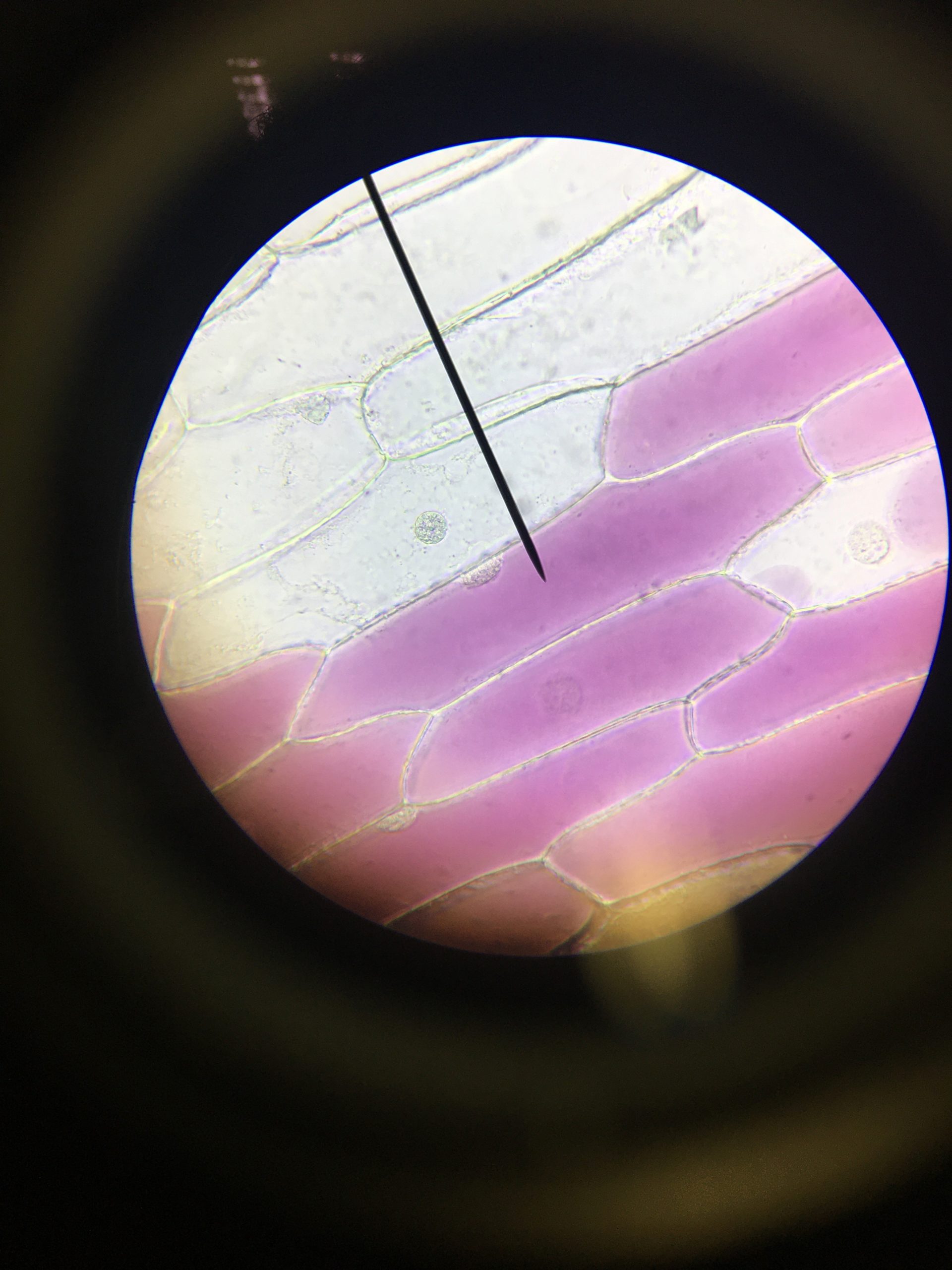 Allium cepa im Mikroskop - BRG Waidhofen/Ybbs